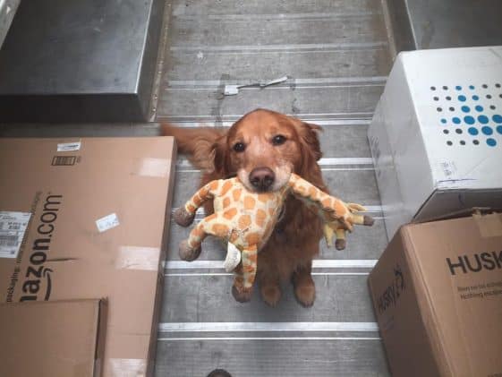 UPS Drivers Share Photos of Dogs they Meet on their Routes and they are ...