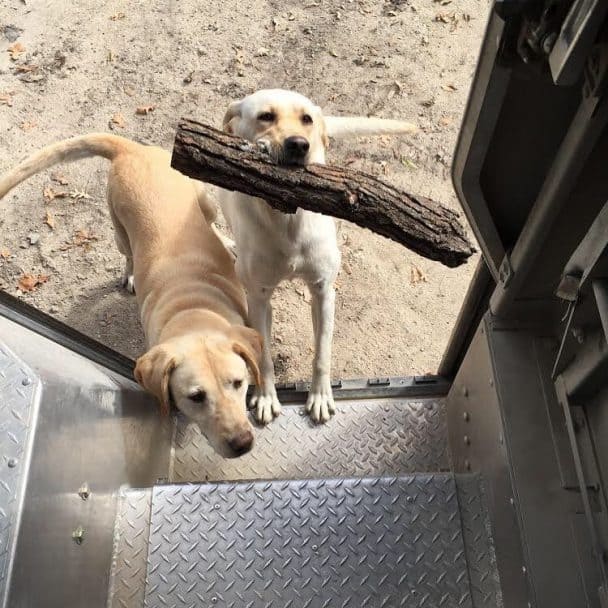 UPS Drivers Share Photos of Dogs they Meet on their Routes and they are ...