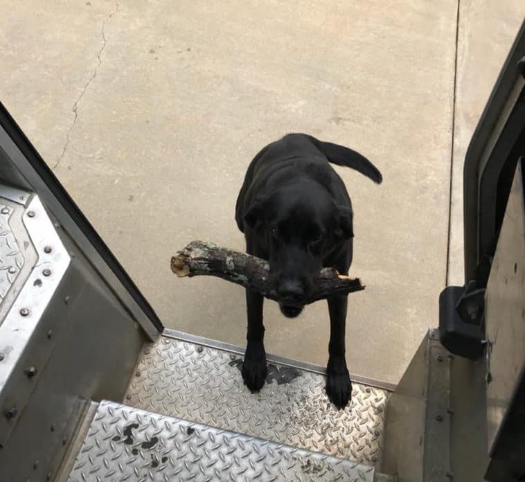 UPS Drivers Share Photos of Dogs they Meet on their Routes and they are ...