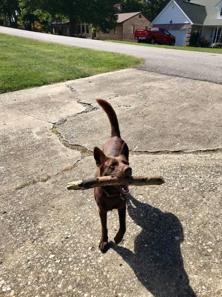 UPS Drivers Share Photos of Dogs they Meet on their Routes and they are ...