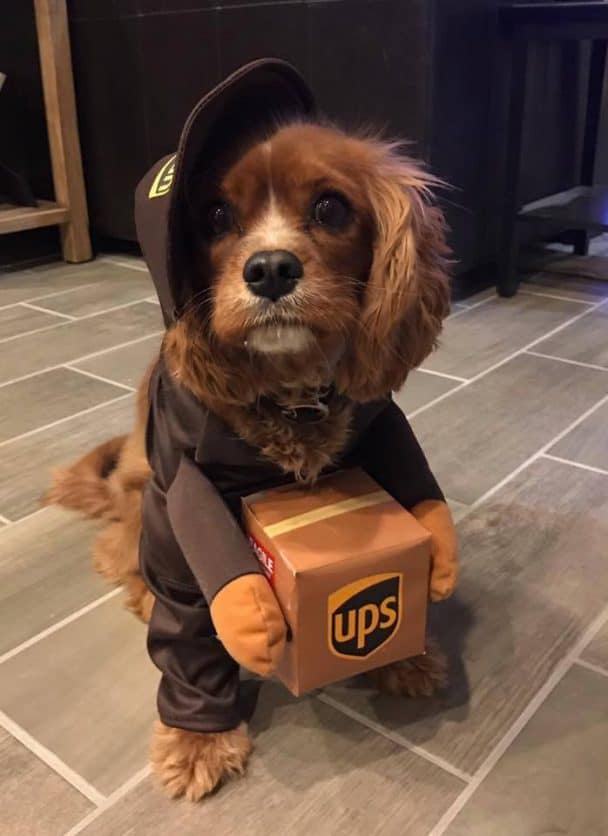 UPS Drivers Share Photos of Dogs they Meet on their Routes and they are ...