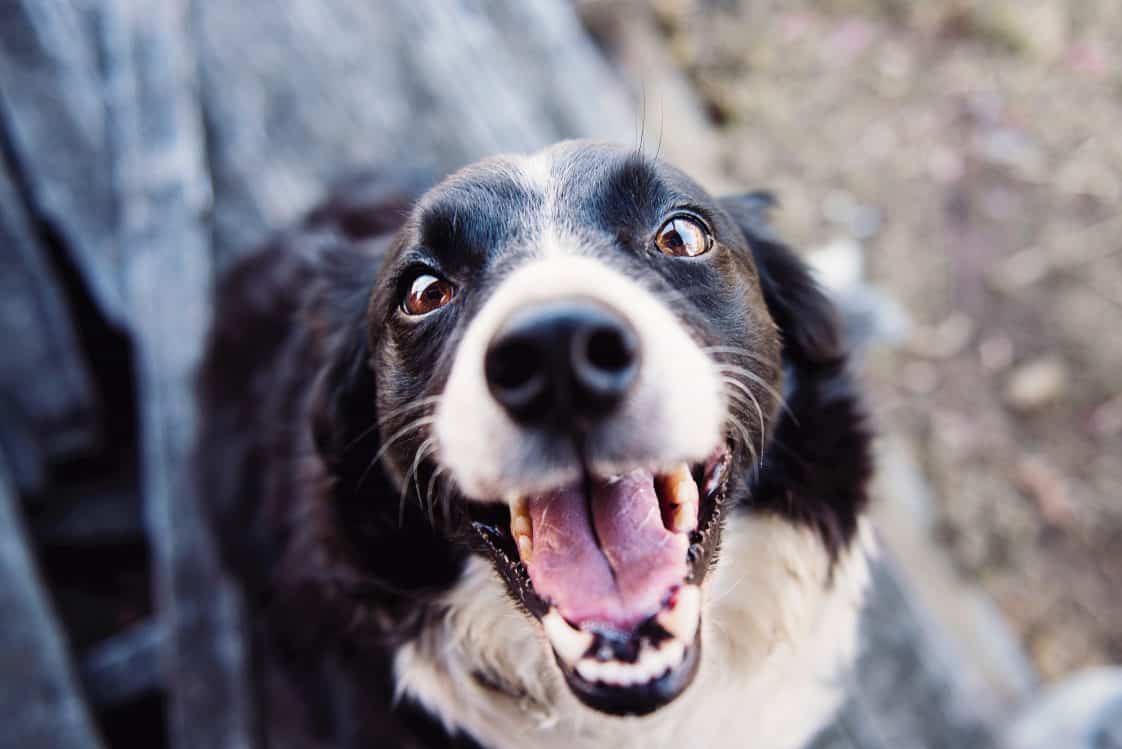 13 Signs That Your Dog Is Truly Happy - BarkStory