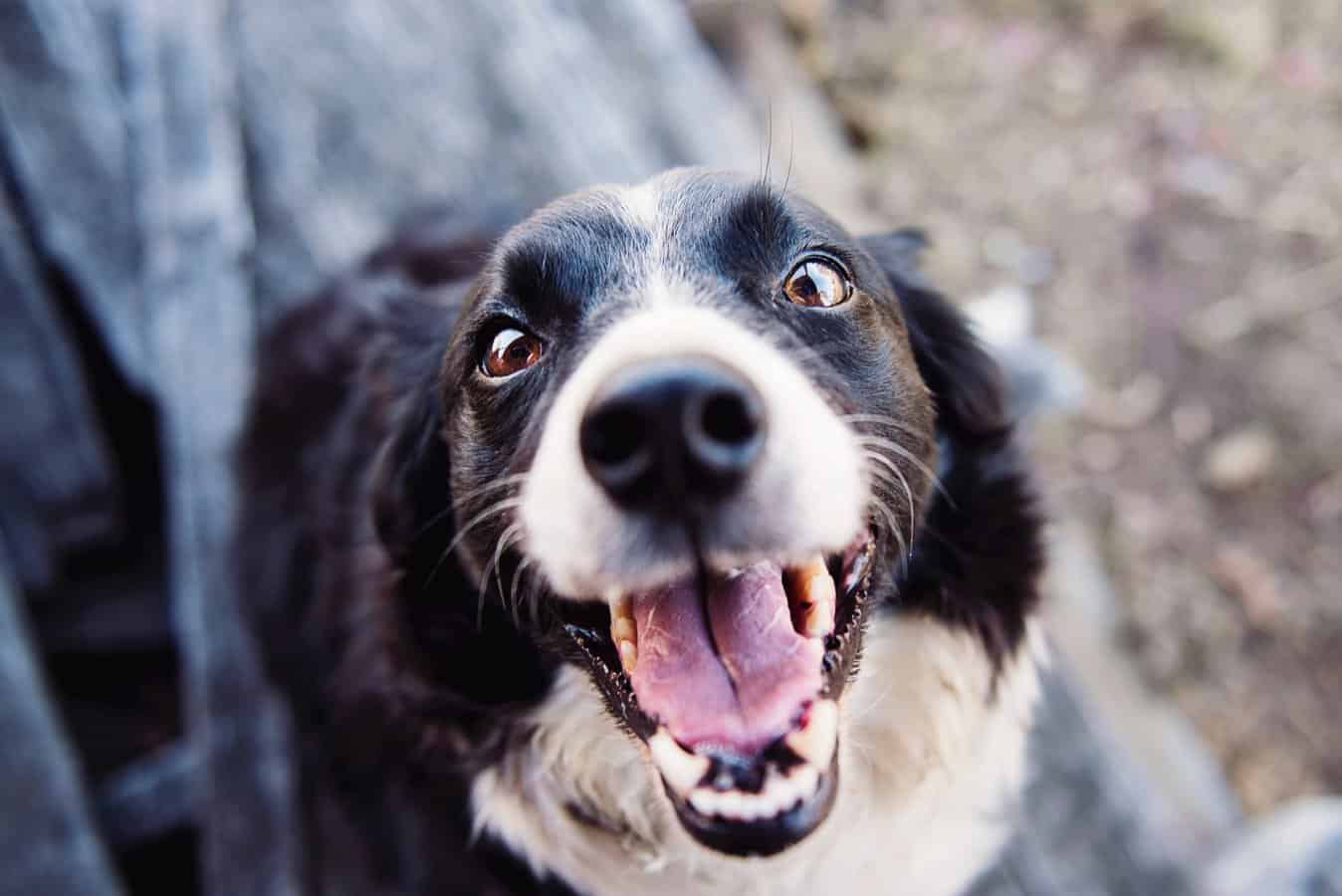 13 Signs That Your Dog Is Truly Happy - BarkStory