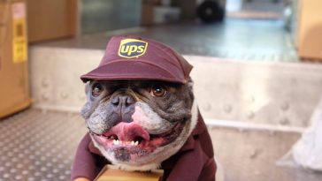UPS Drivers Share Photos of Dogs they Meet on their Routes and they are ...