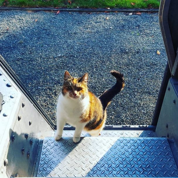 UPS Drivers Share Photos of Dogs they Meet on their Routes and they are ...