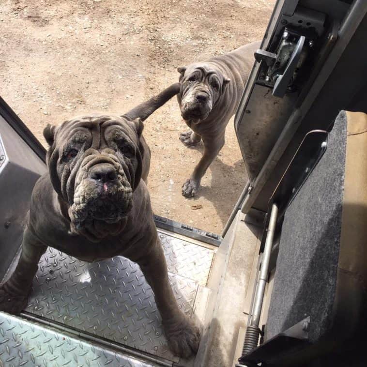 UPS Drivers Share Photos of Dogs they Meet on their Routes and they are ...
