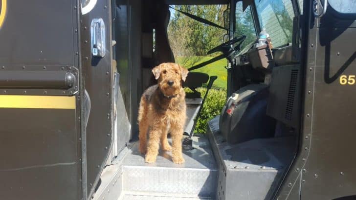 UPS Drivers Share Photos of Dogs they Meet on their Routes and they are ...