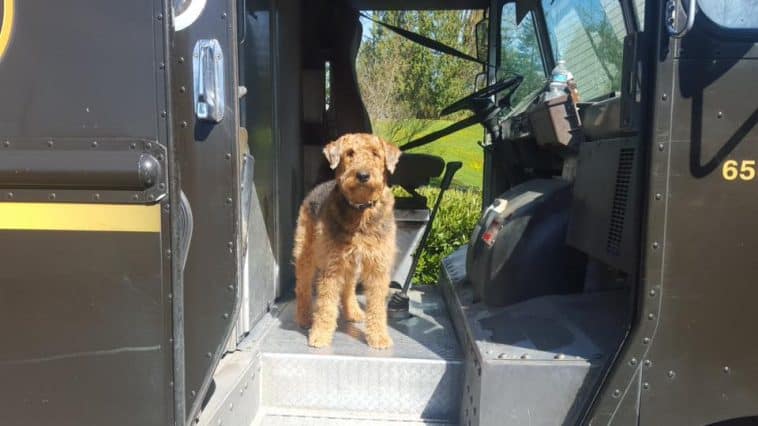 UPS Drivers Share Photos of Dogs they Meet on their Routes and they are ...