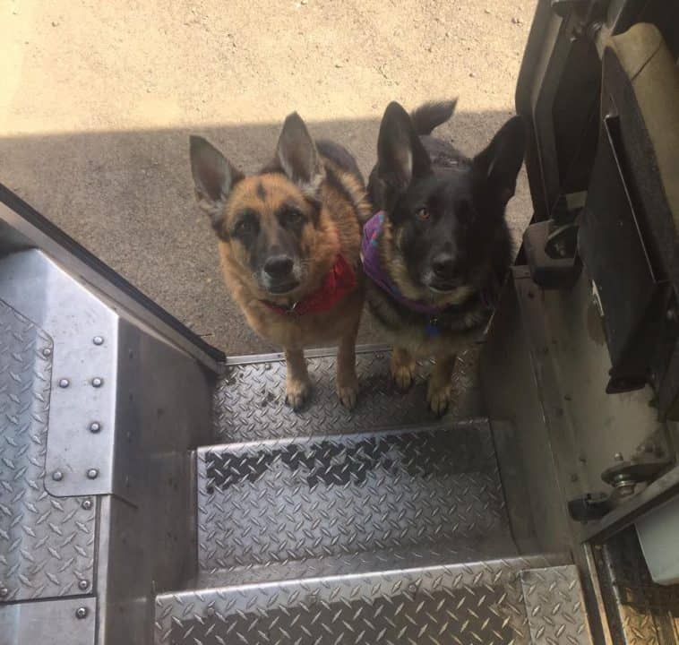 UPS Drivers Share Photos of Dogs they Meet on their Routes and they are ...