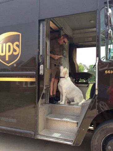 UPS Drivers Share Photos of Dogs they Meet on their Routes and they are ...