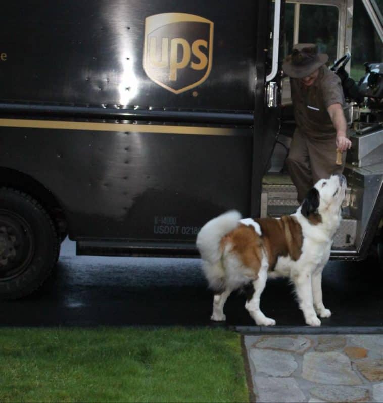 UPS Drivers Share Photos of Dogs they Meet on their Routes and they are ...