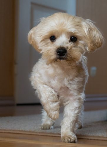 21 Calmest and Most Easy Going Dogs - BarkStory