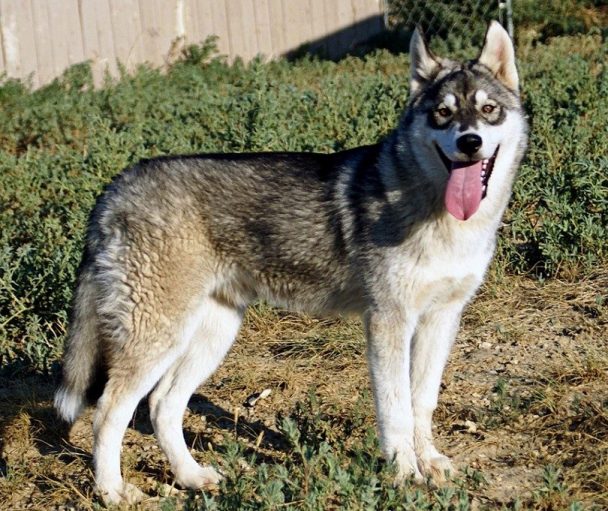 13 Dogs that are Closest to Wolves