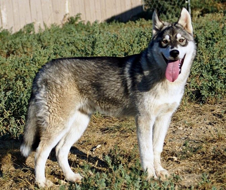 13 Dogs that are Closest to Wolves