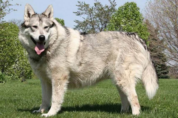 13 Dogs that are Closest to Wolves