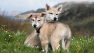 13 Dogs that are Closest to Wolves