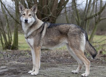 13 Dogs that are Closest to Wolves