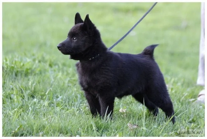 11 Adorable Dog Breeds That Don't Have Tails