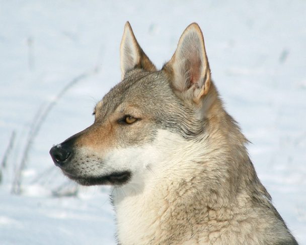 13 Dogs that are Closest to Wolves