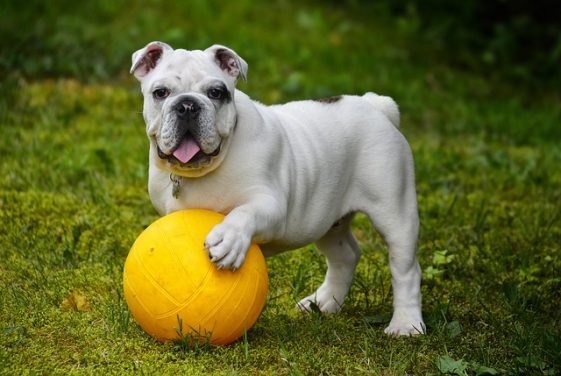 11 Adorable Dog Breeds That Don't Have Tails