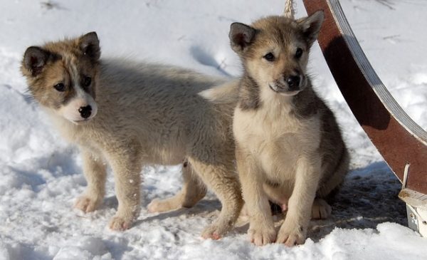 13 Dogs that are Closest to Wolves