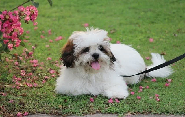 Everything You Ever Wanted to Know about the Adorable Lhasa Apso