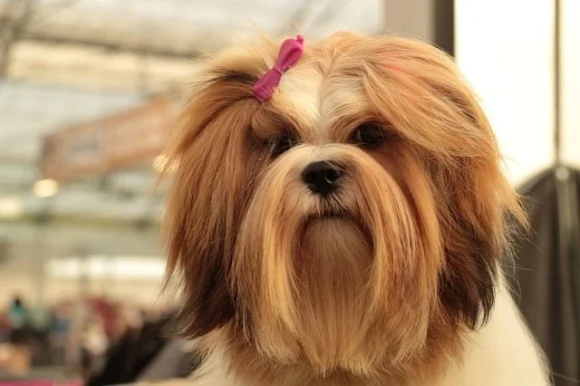 Everything You Ever Wanted to Know about the Adorable Lhasa Apso