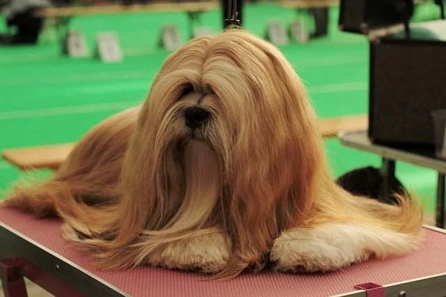 Everything You Ever Wanted to Know about the Adorable Lhasa Apso