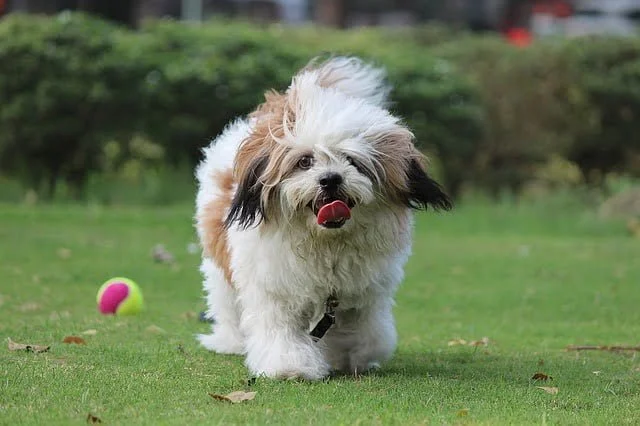 Everything You Ever Wanted to Know about the Adorable Lhasa Apso