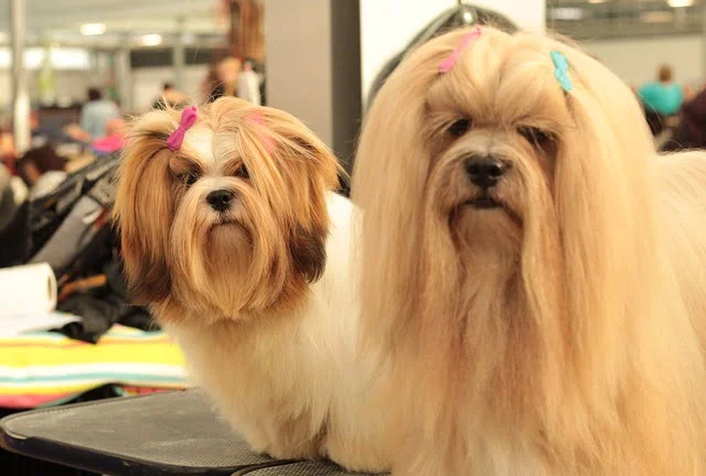 Everything You Ever Wanted to Know about the Adorable Lhasa Apso