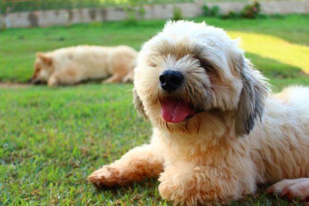 Everything You Ever Wanted to Know about the Adorable Lhasa Apso