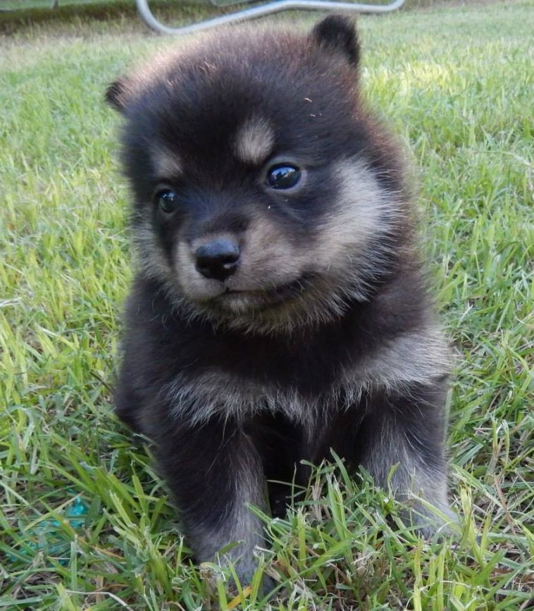 The Pomeranian Husky Mix (Pomsky) - Is it the perfect dog for you?