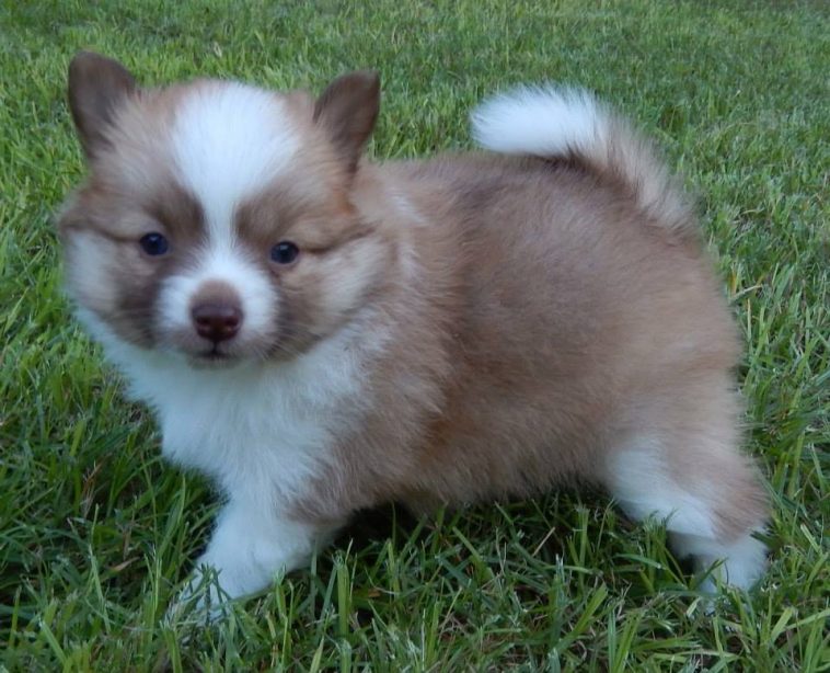The Pomeranian Husky Mix (Pomsky) - Is it the perfect dog for you?