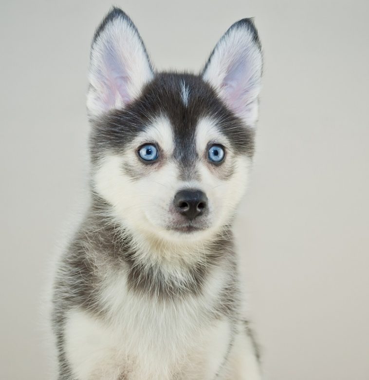 The Pomeranian Husky Mix (Pomsky) - Is it the perfect dog for you?