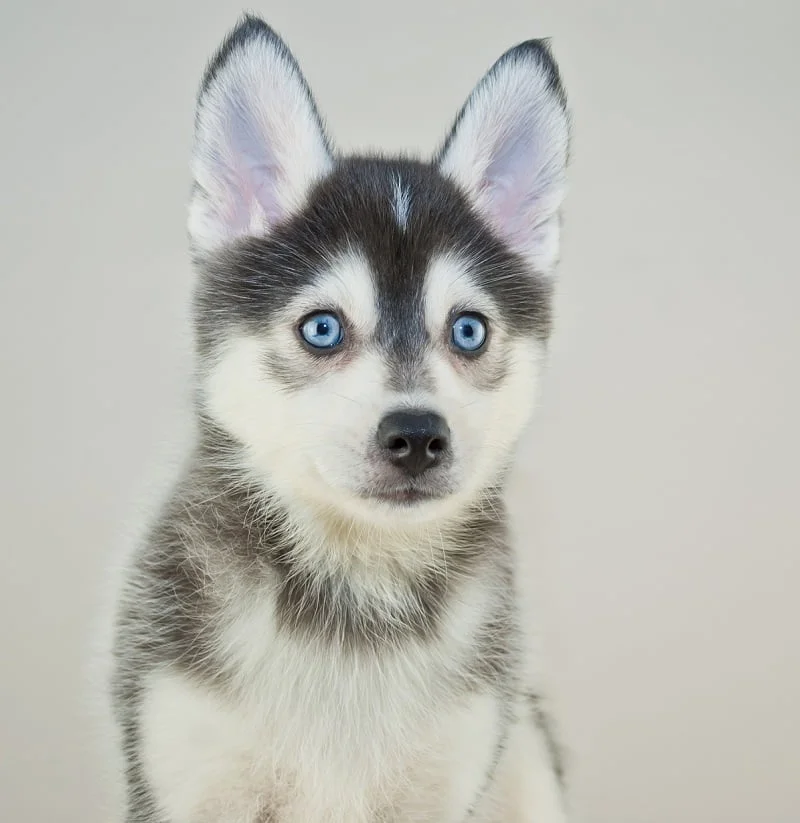 The Pomeranian Husky Mix (Pomsky) - Is it the perfect dog for you?