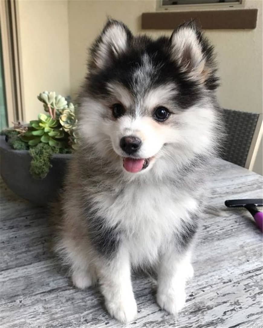 The Pomeranian Husky Mix (Pomsky) - Is it the perfect dog for you?