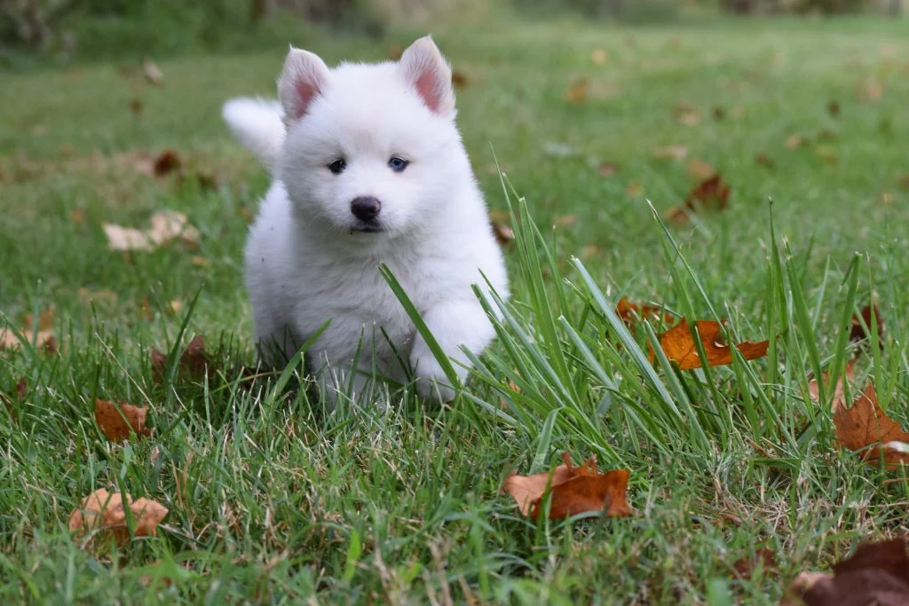 The Pomeranian Husky Mix (Pomsky) - Is it the perfect dog for you?
