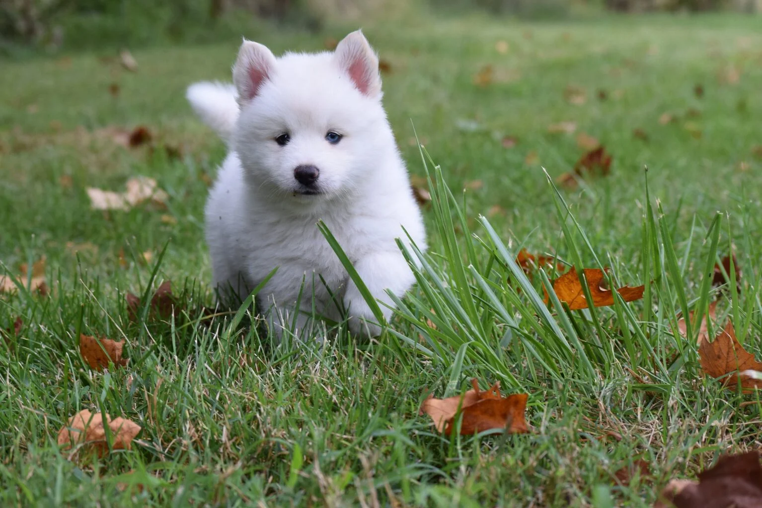 The Pomeranian Husky Mix (Pomsky) - Is it the perfect dog for you?