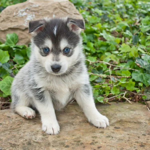 The Pomeranian Husky Mix (Pomsky) - Is it the perfect dog for you?