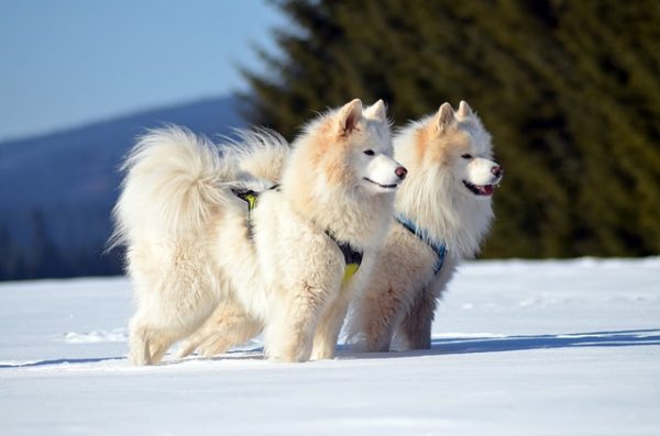 13 Dogs that are Closest to Wolves