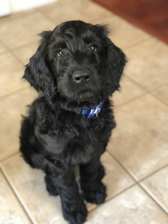 The Black Goldendoodle: Everything You Need to Know