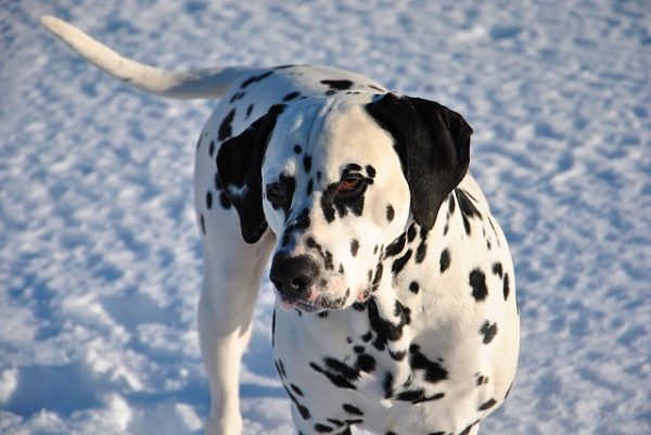 11 Best Large Dog Breeds for First Time Owners