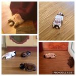 What is a Sploot? Why do dogs sploot? - BarkStory