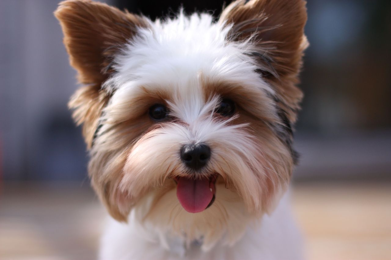 Parti Yorkie vs Regular Yorkie - What is the Difference? - BarkStory