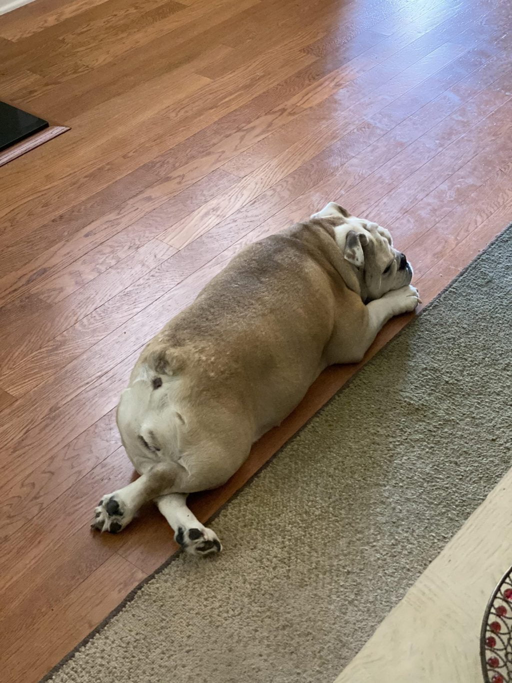 What is a Sploot? Why do dogs sploot? - BarkStory