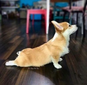 What is a Sploot? Why do dogs sploot? - BarkStory