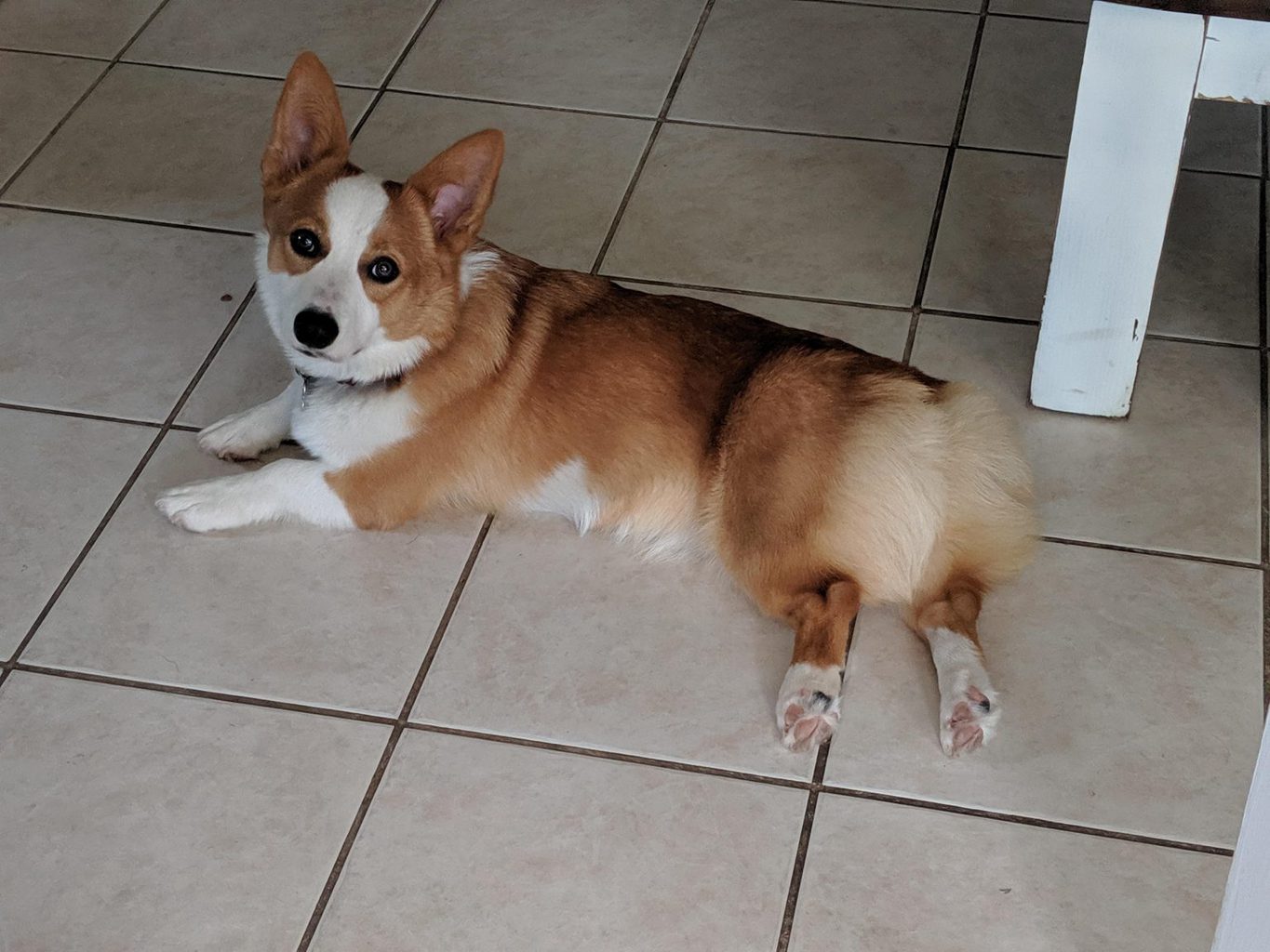 What is a Sploot? Why do dogs sploot? - BarkStory