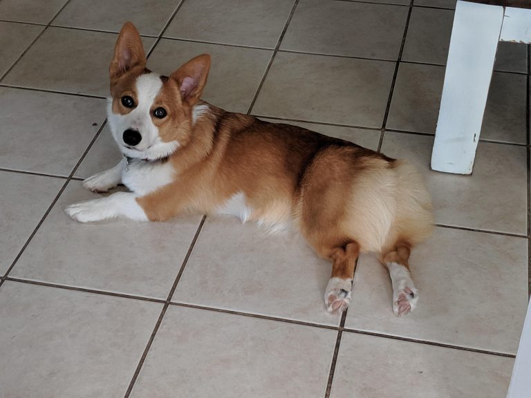 What is a Sploot? Why do dogs sploot? - BarkStory
