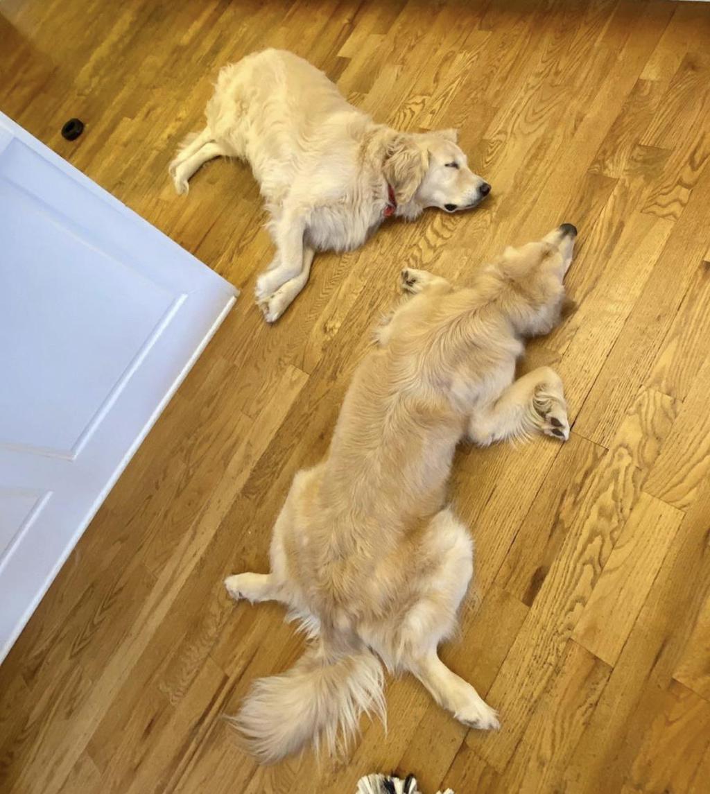 What is a Sploot? Why do dogs sploot? - BarkStory