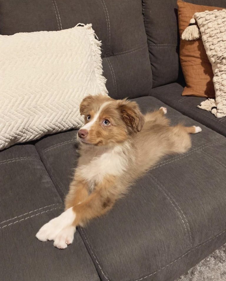 What is a Sploot? Why do dogs sploot? - BarkStory